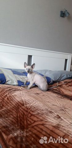 Продам котенка