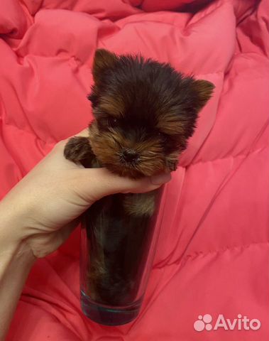 Экстра мини девочка