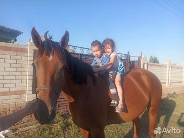 Донская лошадь