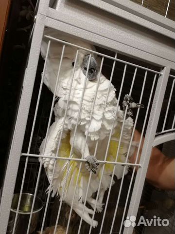 Попугай Какаду Альба