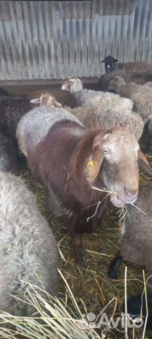 Баран производитель Гисарской породы