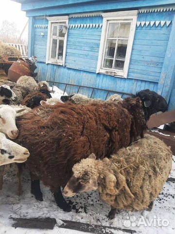 Курдючные бараны овцы