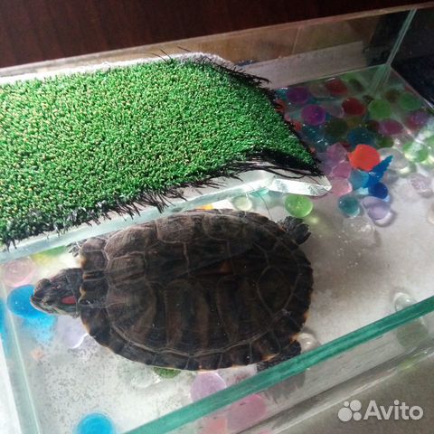 Красноухая черепаха в добрые руки