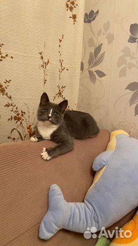 Котенок в добрые руки