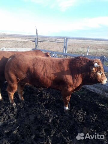 2 Быка на мясо
