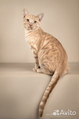 Манчкин Лонг