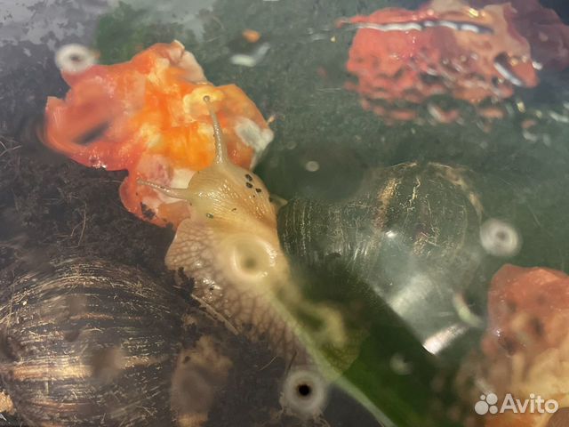 Улитки ахатины