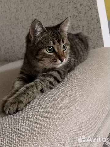 Сибирский котик полгода