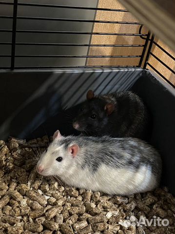 Крыса дамбо бесплатно