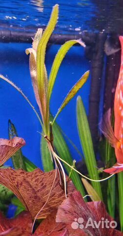 Эхинодорус