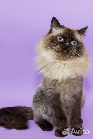 Сиамская кошка ищет дом