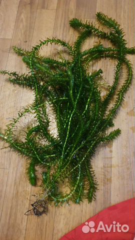 Водоросли элодея