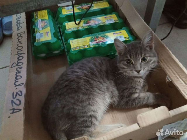 Сибирская кошка