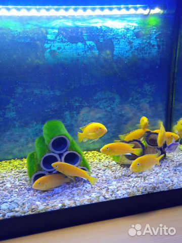 Аквариум 100литров