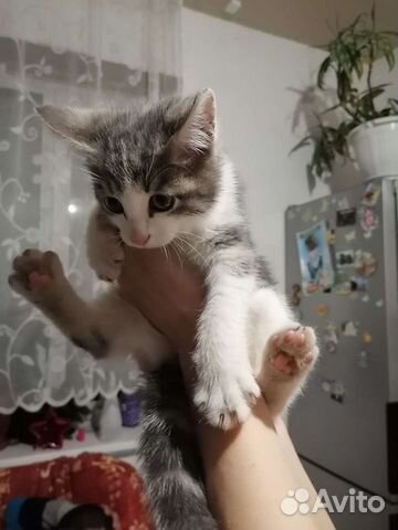 Кошки в добрые руки бесплатно