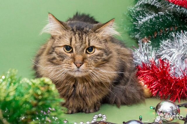 Ванесса мечтает о доме