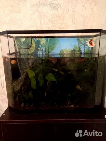 Аквариум с оборудованием, тумбочкой, растениями и