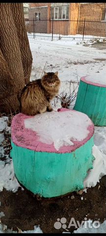 Отдам кота в добрые руки