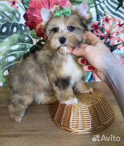 Йорк мальчик крупный голубоглазый