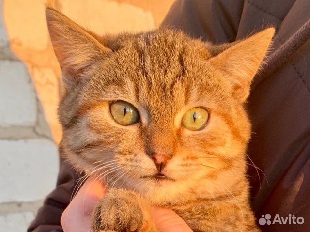 Котенок Герда ищет дом