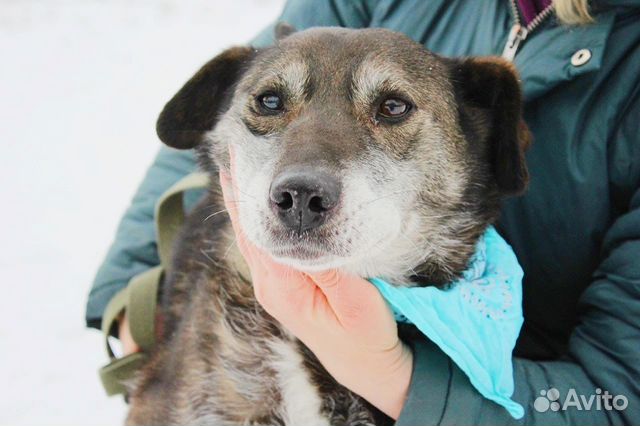 Дружелюбная и ласковая Плюша, отдам