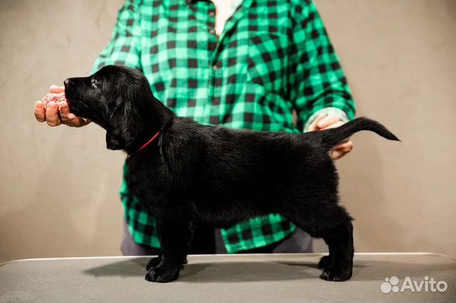 Прямошерстный ретривер