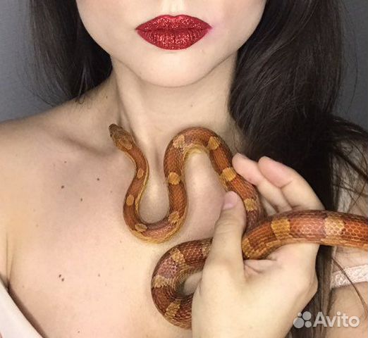 Маисовый полоз