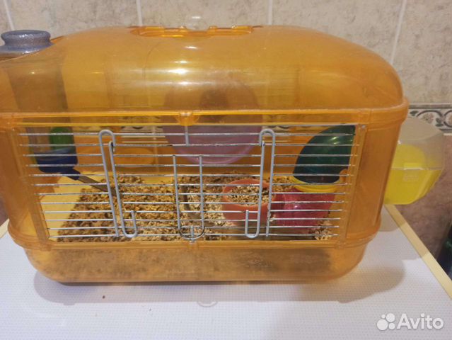 Песчанка с клеткой в добрые руки