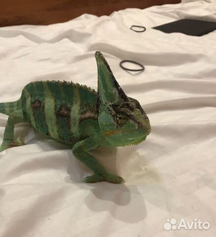 Хамелеон иеменский возраст 2 года отличный подарок