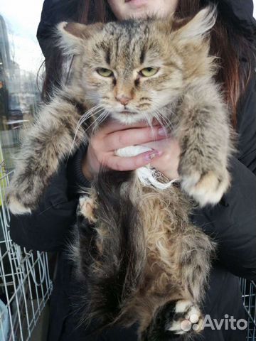 Котенок подросток