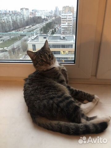 Котенок-девочка в добрые руки