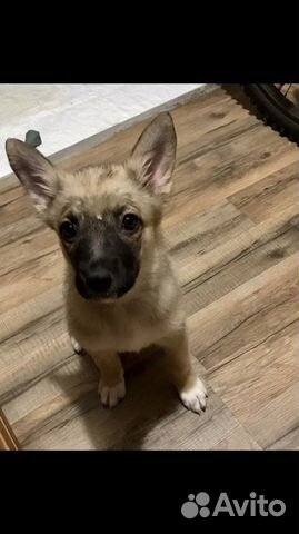 Собаки бесплатно в добрые руки щенки