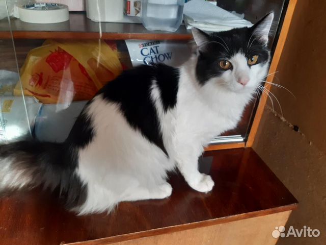 Отдам кота в добрые руки