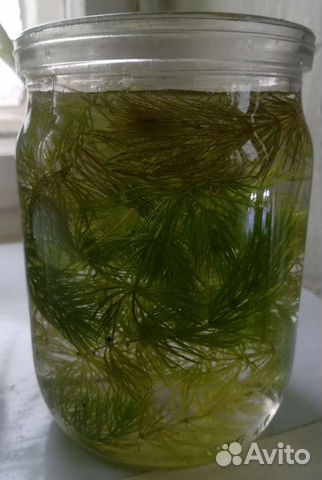 Аквариумные растения