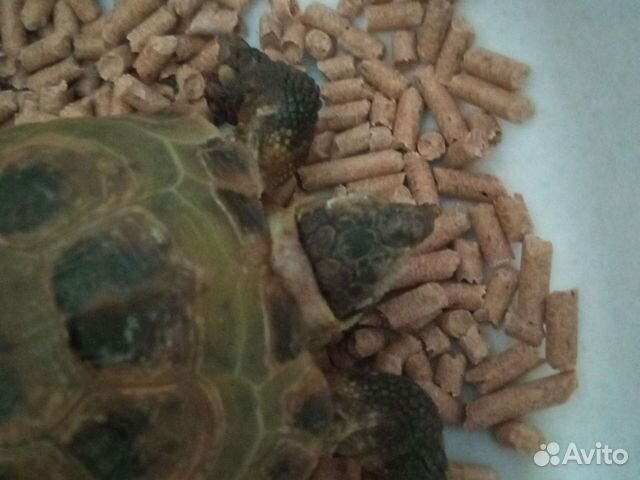 Черепаха сухопутная