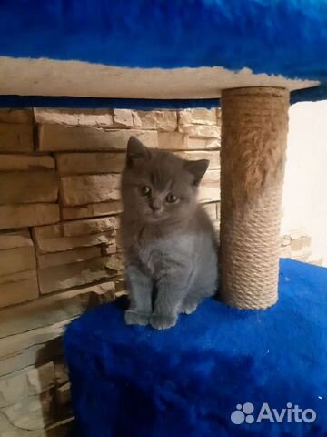 Шотландский Котёнок