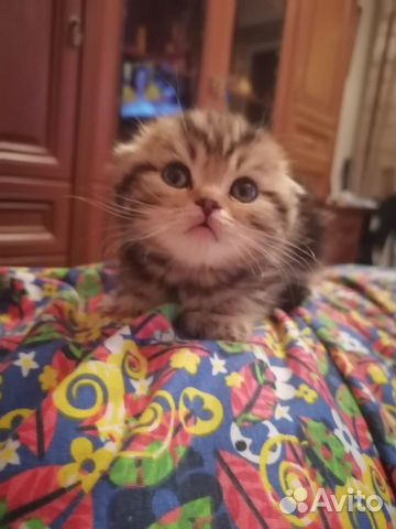 Шотландские вислоухие котята мраморные