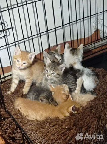 Котята в добрые руки бесплатно
