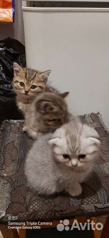 Кошки
