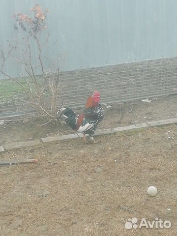 Петухи королек