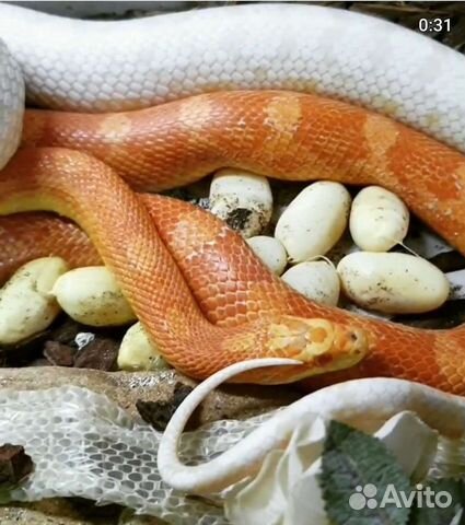 Маисовый полоз, рабочая пара