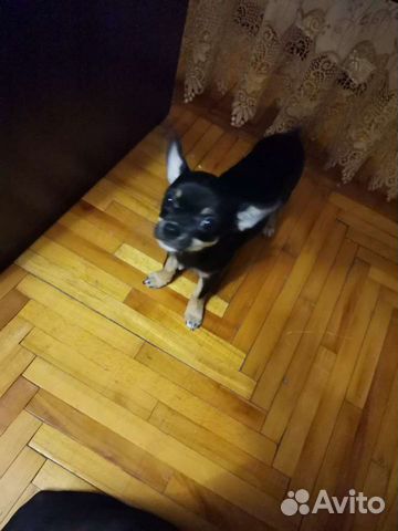 Щенки чихуахуа