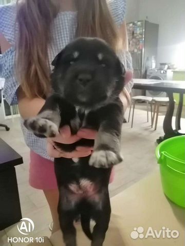 Собака в добрые руки хаски