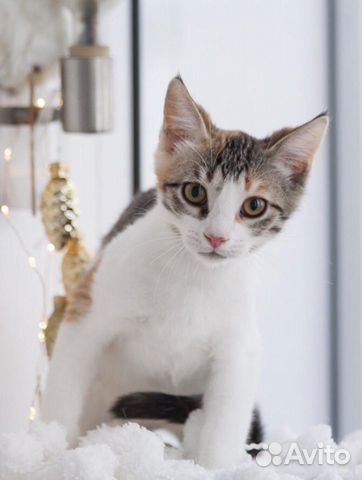 Трёхцветная девочка котенок Лика 4 месяца в дар