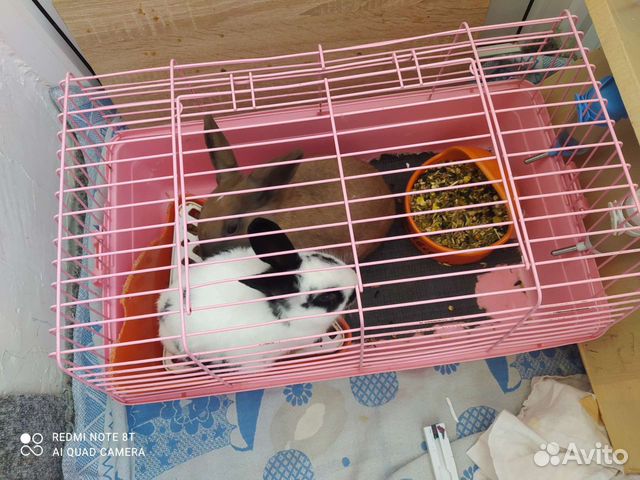 Декоративные карликовые кролики