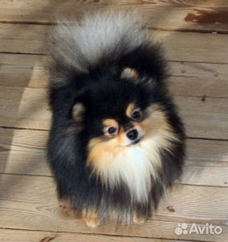 Кукольные девченки