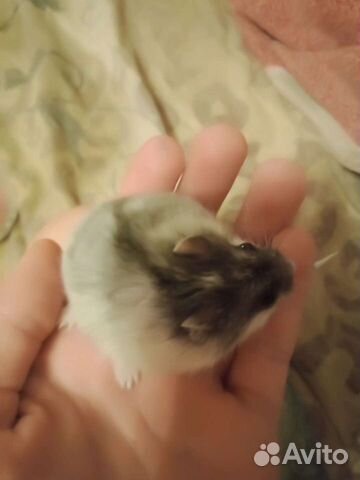 Джунгарский хомяк бесплатно