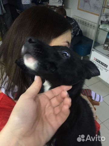 Щенок для души