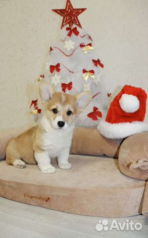 Новогодние корги