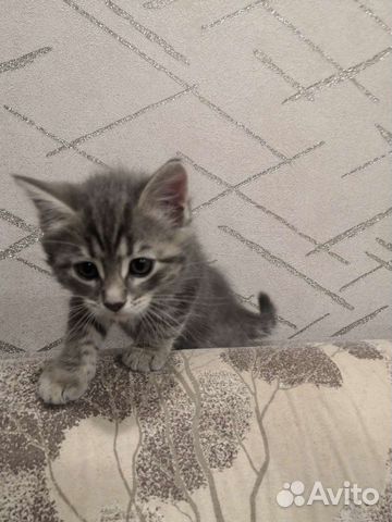 Кошки в добрые руки